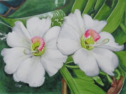 Flor de Blakea Subconnata | Smells Like Art | Smells Like Art